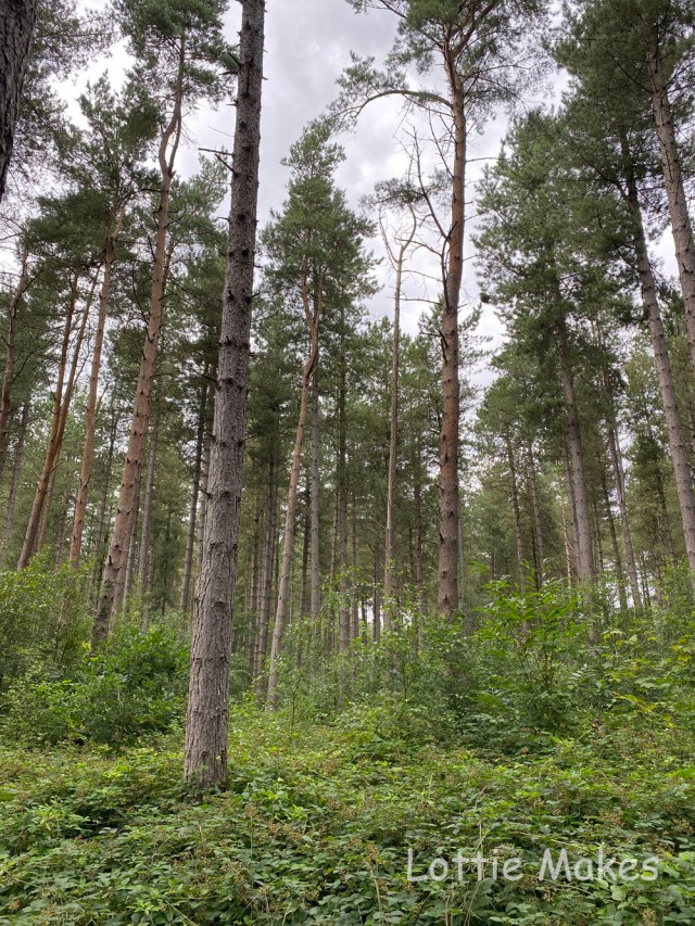Forest School fun and activities – check out what we have been up to ...