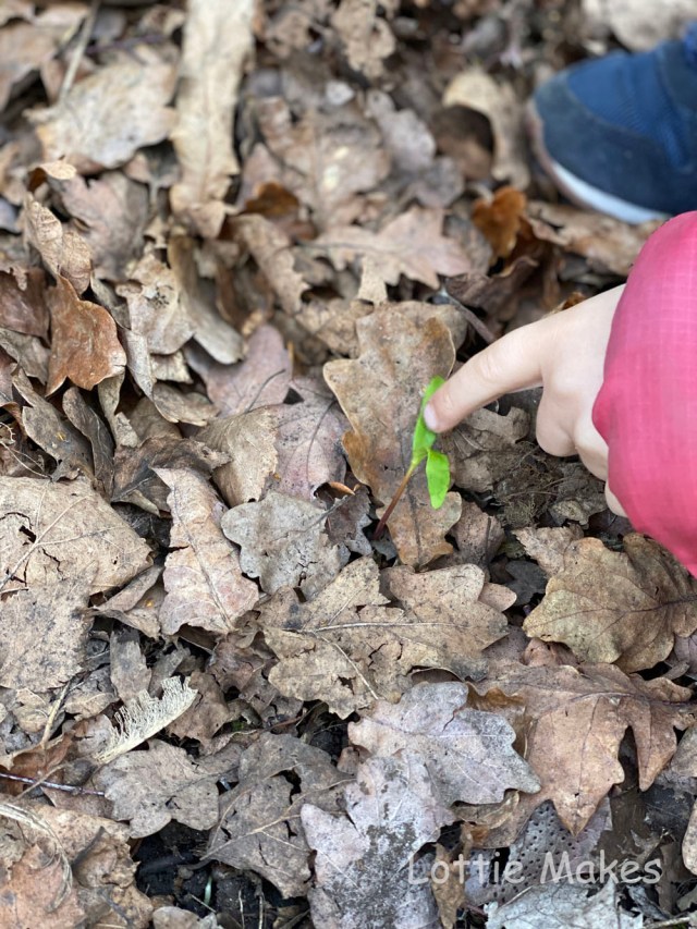 Forest School fun and activities – check out what we have been up to ...